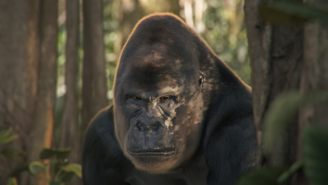 Not so human - CG Cookie