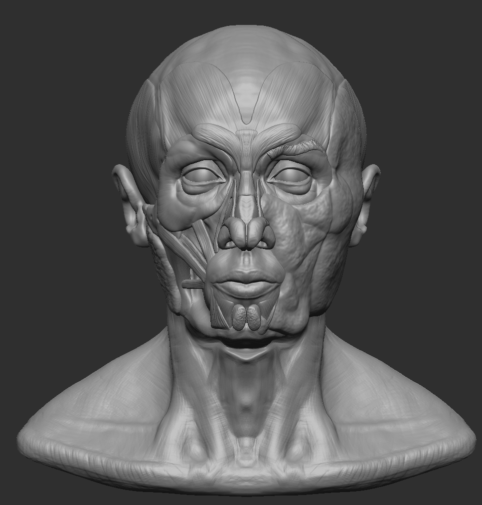 Sharing My Progress – Skull Study - CG Cookie