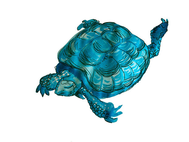 Different animals - CG Cookie